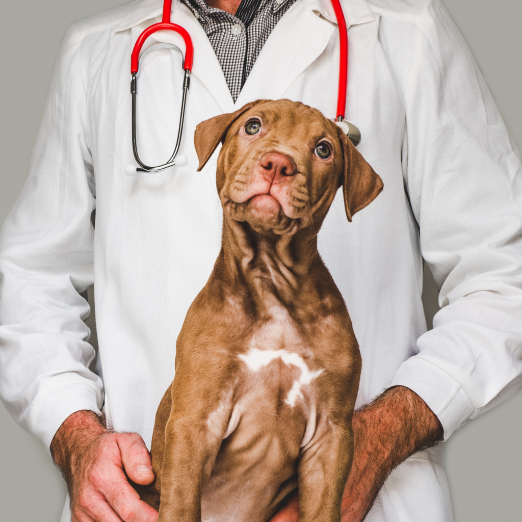📚 Auxiliar Veterinário | VetNet