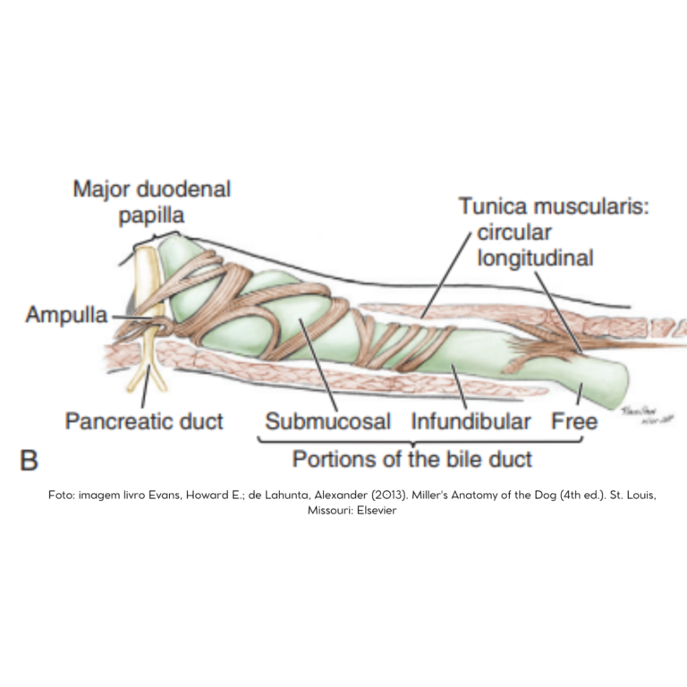 📌 Vesícula Biliar e Ducto Colédoco | VetNet